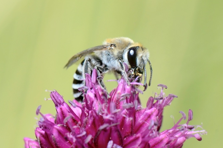 Colletidae - Oabeilles FR